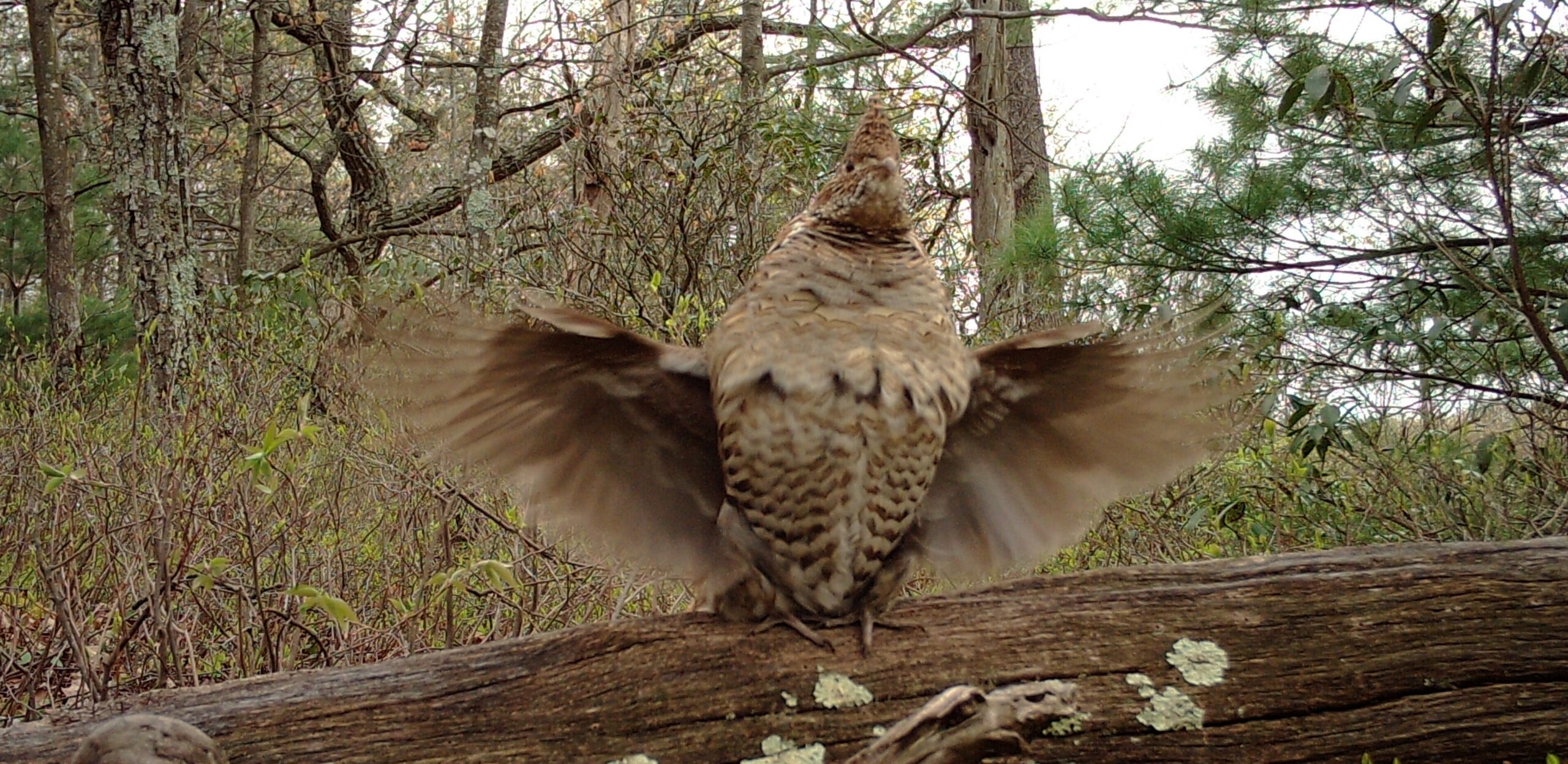 Ecological Forestry Practices at Merrill Creek Reservoir - Merrill ...