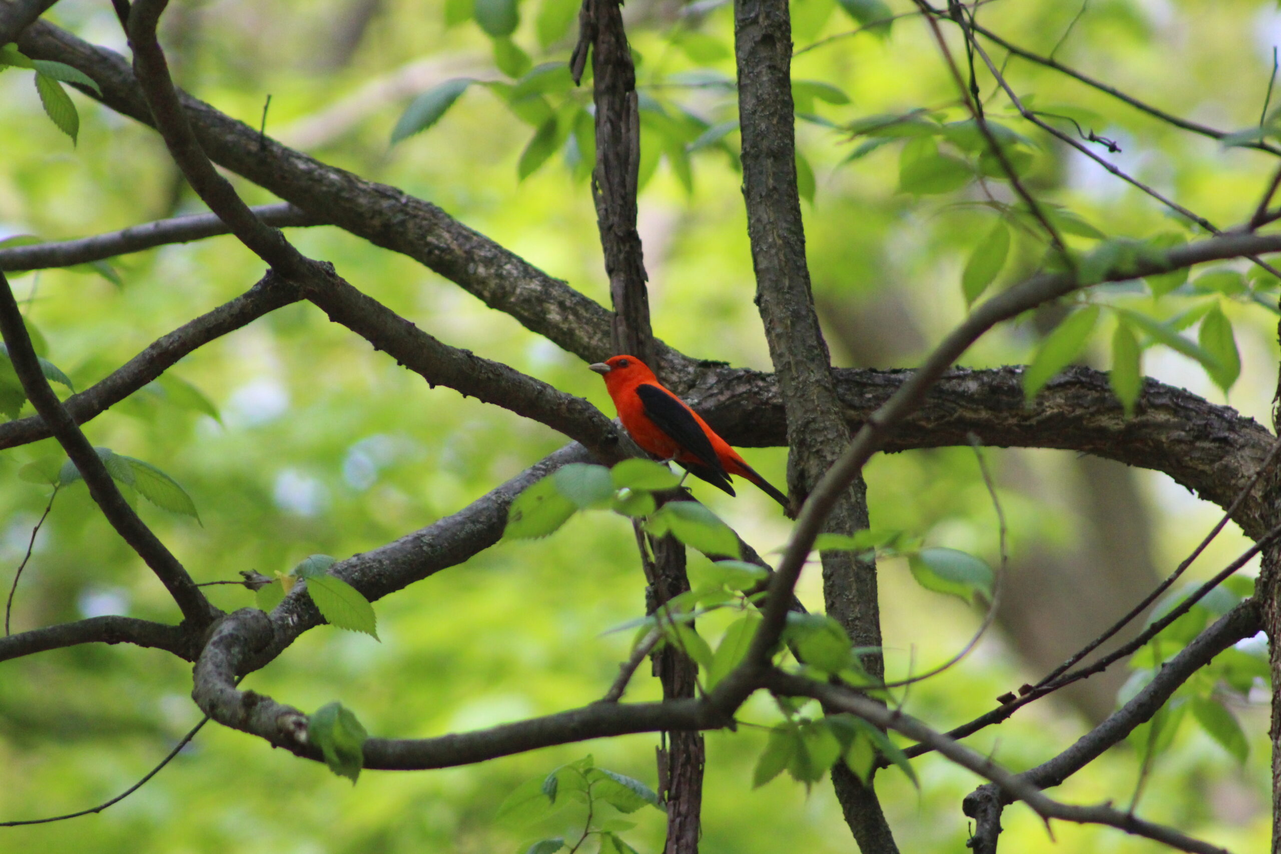 Neo-tropical migrant bird species back at MCR! - Merrill Creek Reservoir
