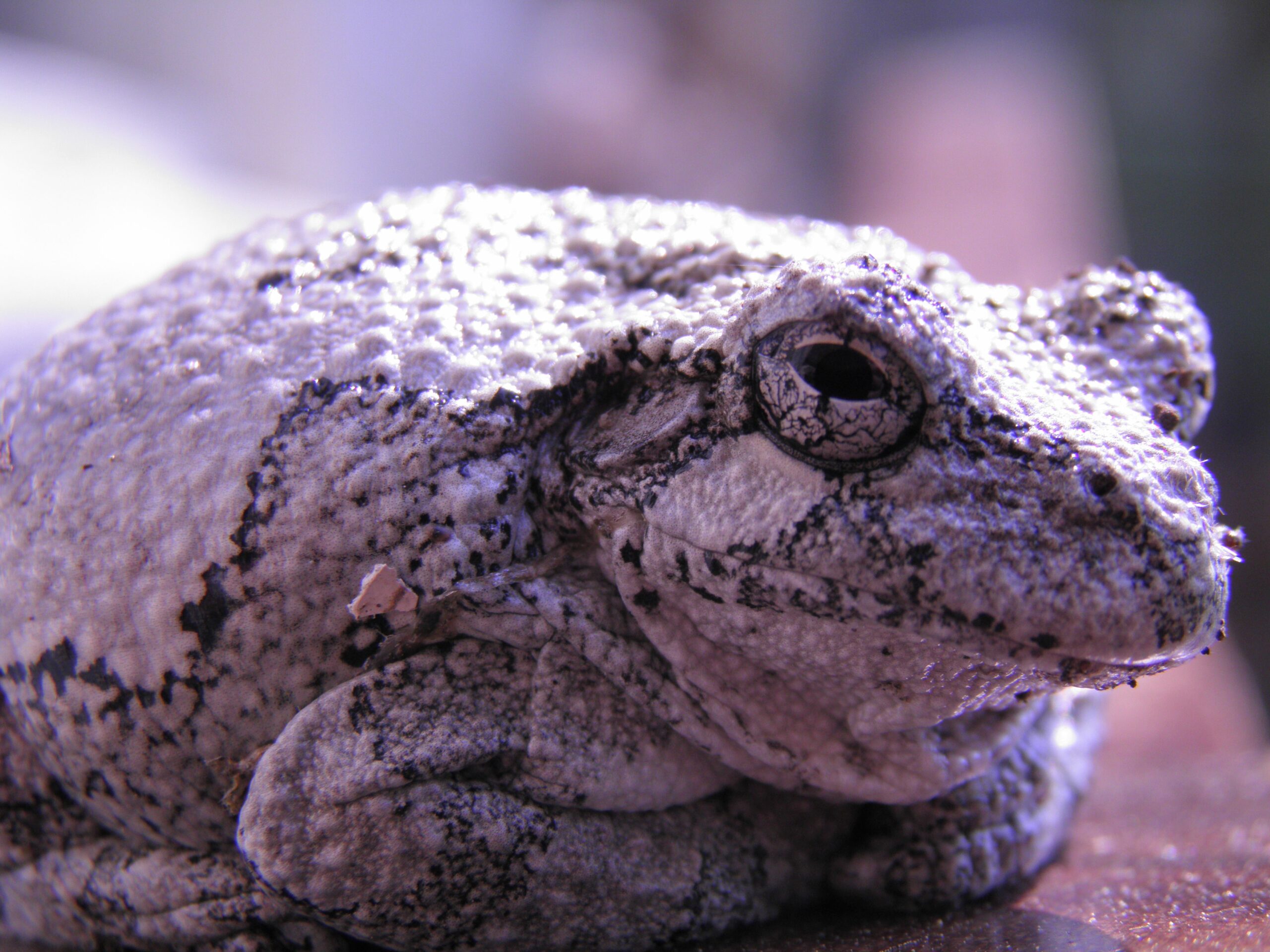 Its Tree Frog mating time at MCR! - Merrill Creek Reservoir