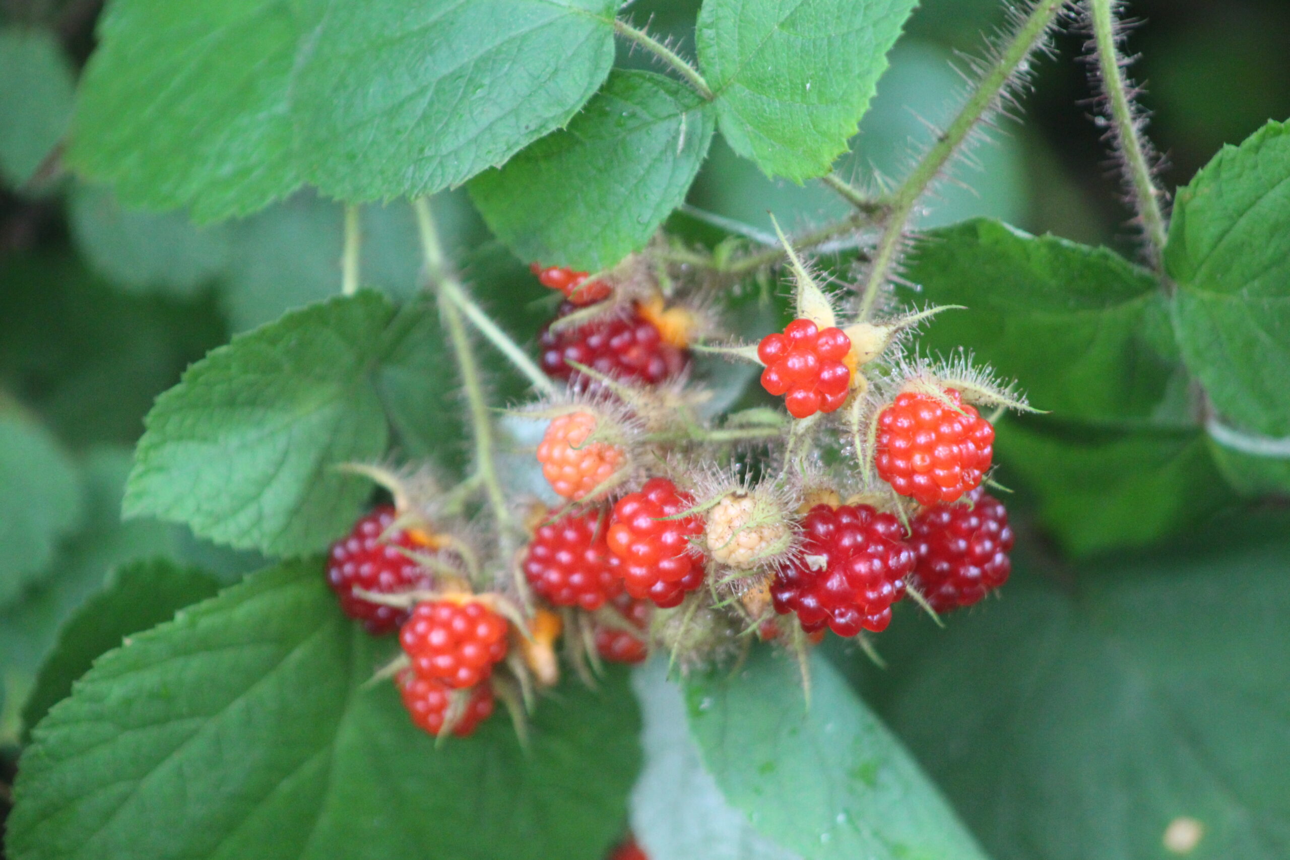 Its Berry Awesome at MCR! - Merrill Creek Reservoir