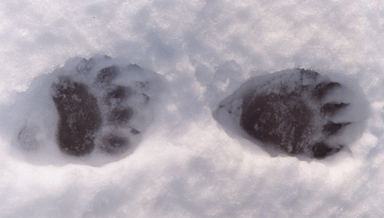 Snow Equals Fun Times with Animal Tracks at Merrill Creek Reservoir - Blog