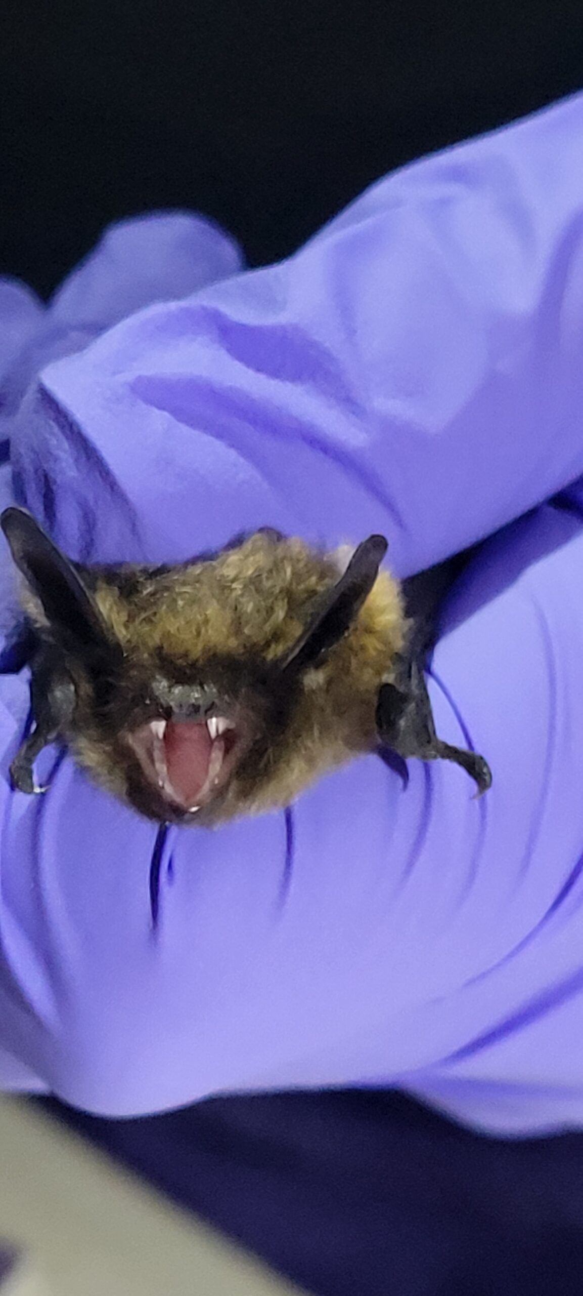 Holy new species detected at MCR Batman! - Merrill Creek Reservoir